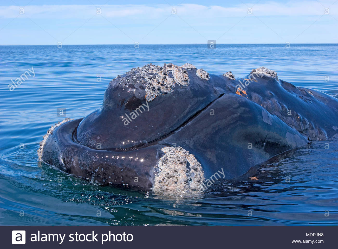 Southern Right Whale Eubalaena Australis Stock Photos & Southern Right ...