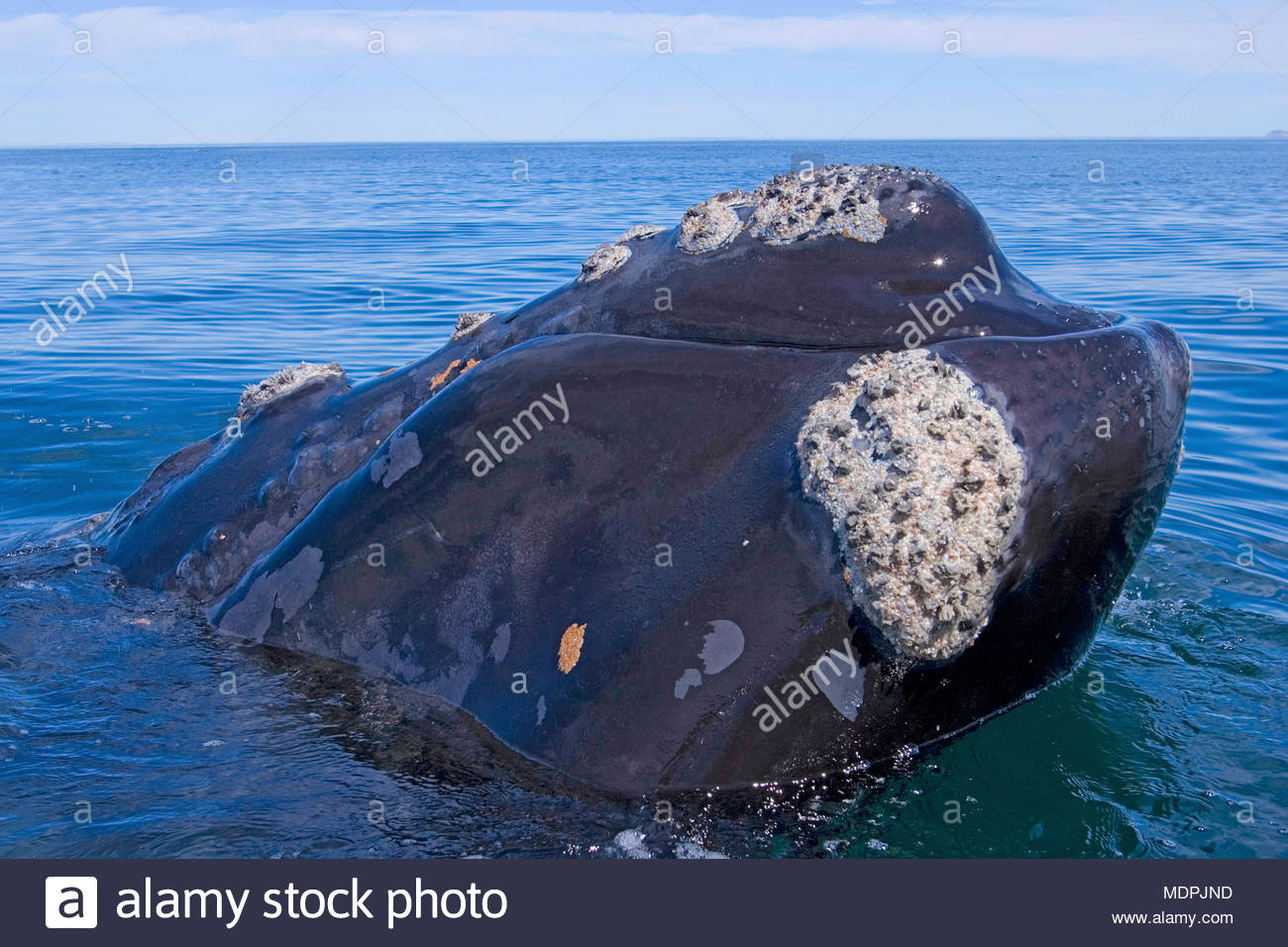 Southern Right Whale Eubalaena Australis Stock Photos & Southern Right ...