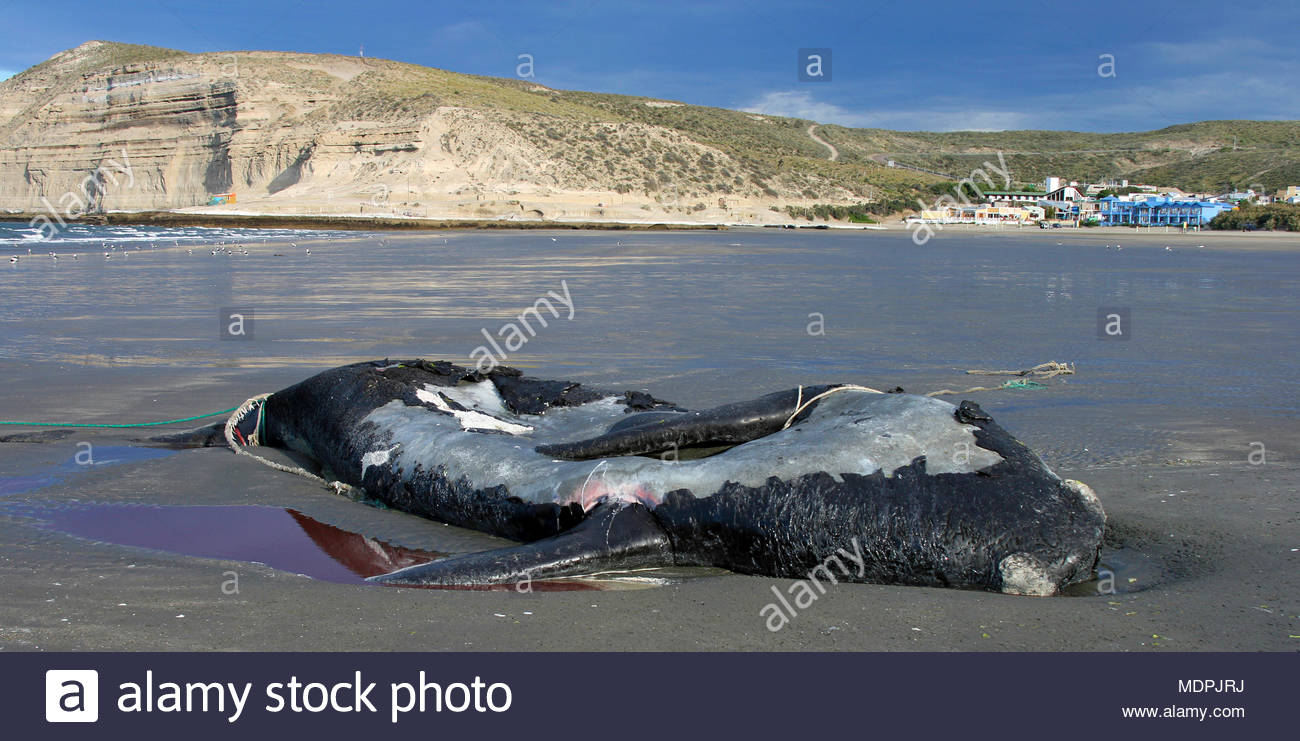 Dead Whales Stock Photos & Dead Whales Stock Images - Alamy