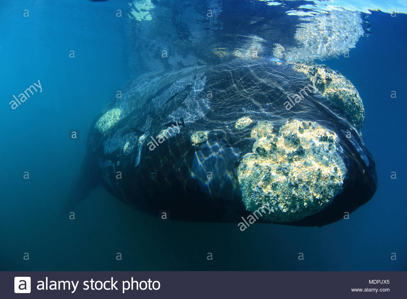 Barnacles Stock Photos & Barnacles Stock Images - Alamy