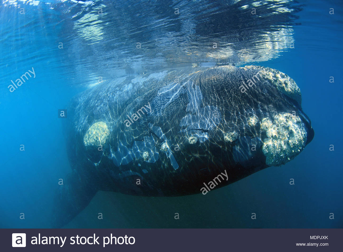 Barnacles Stock Photos & Barnacles Stock Images - Alamy