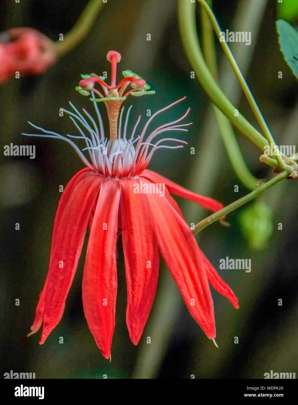 Canopy tower ecuador hi-res stock photography and images - Alamy