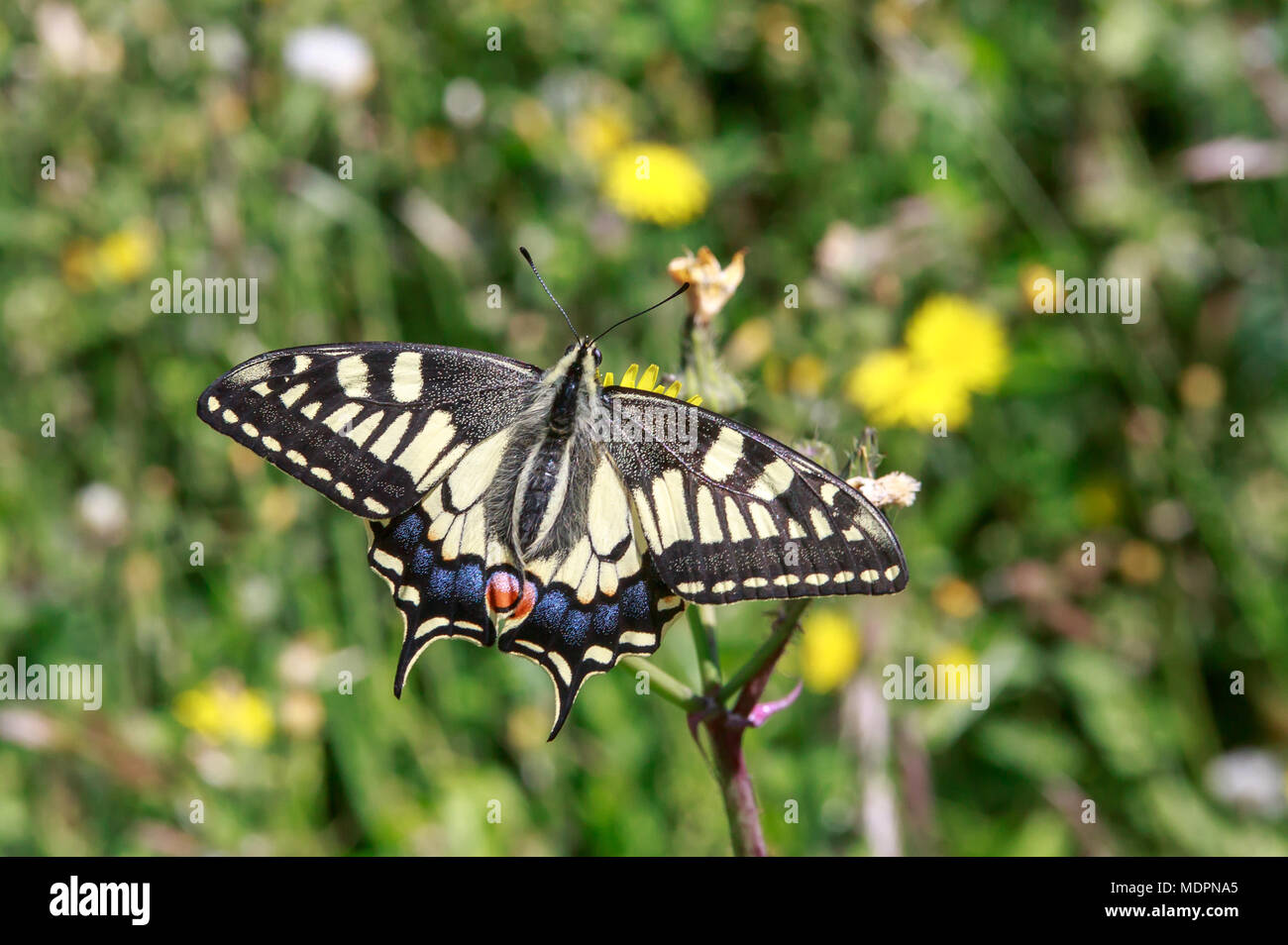 Papilio machaon, the Old World swallowtail, is a butterfly of the family Papilionidae. The ...