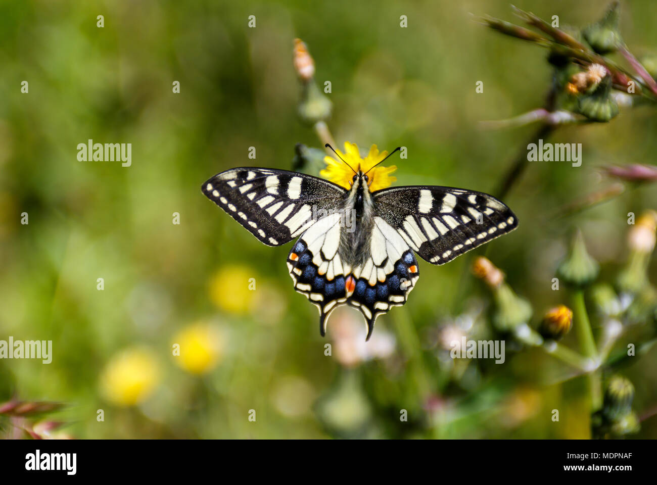 Papilio machaon, the Old World swallowtail, is a butterfly of the family Papilionidae. The ...