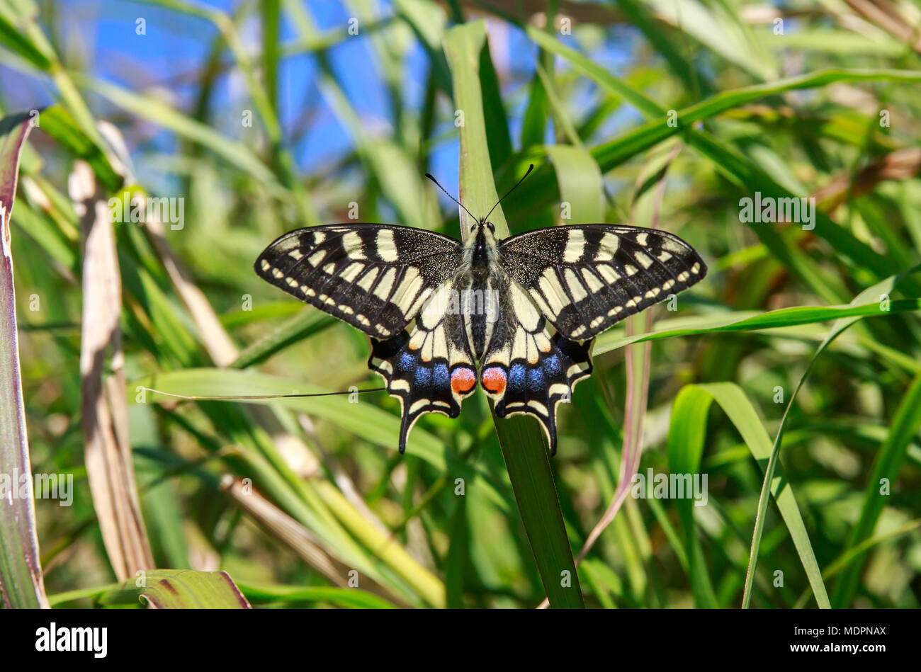 Papilio machaon, the Old World swallowtail, is a butterfly of the family Papilionidae. The ...