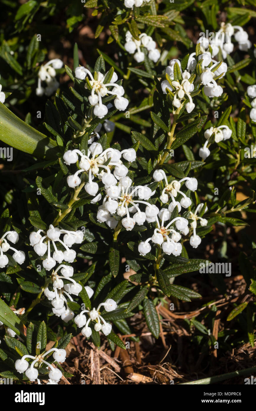 Andromeda Polifolia Alba High Resolution Stock Photography and Images ...