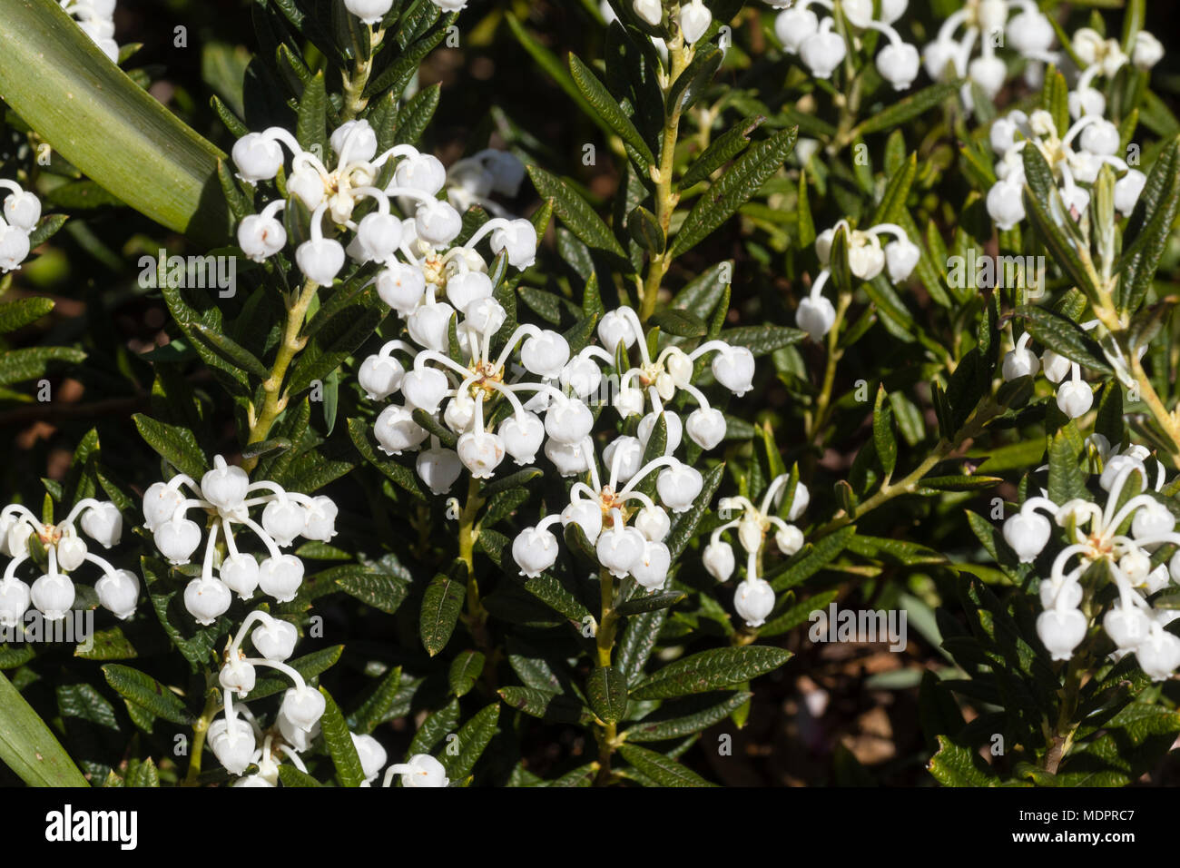White flowers of the selected form of the dwarf evergreen bog rosemary ...