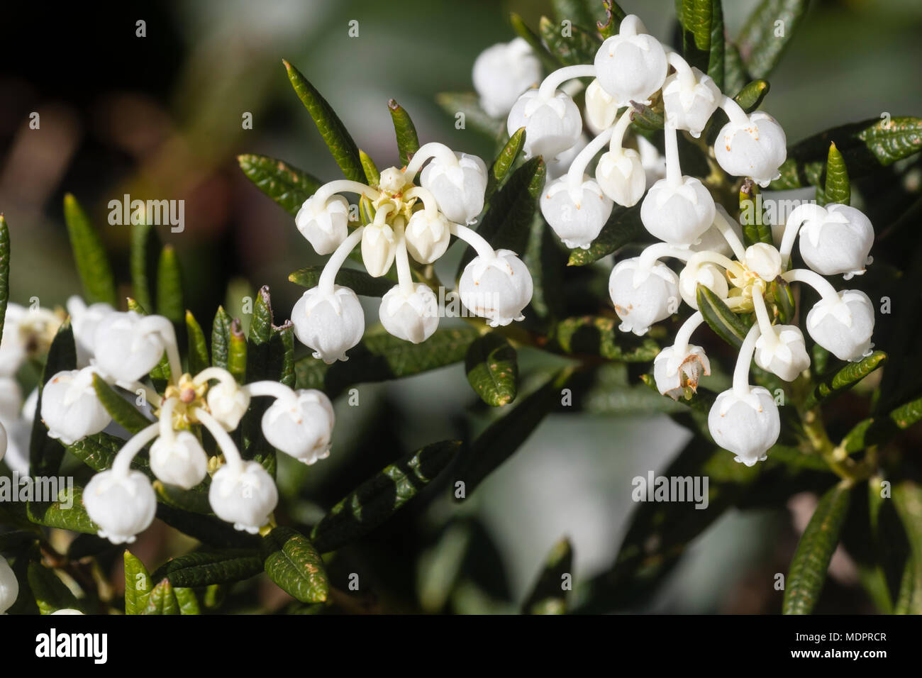 White flowers of the selected form of the dwarf evergreen bog rosemary ...
