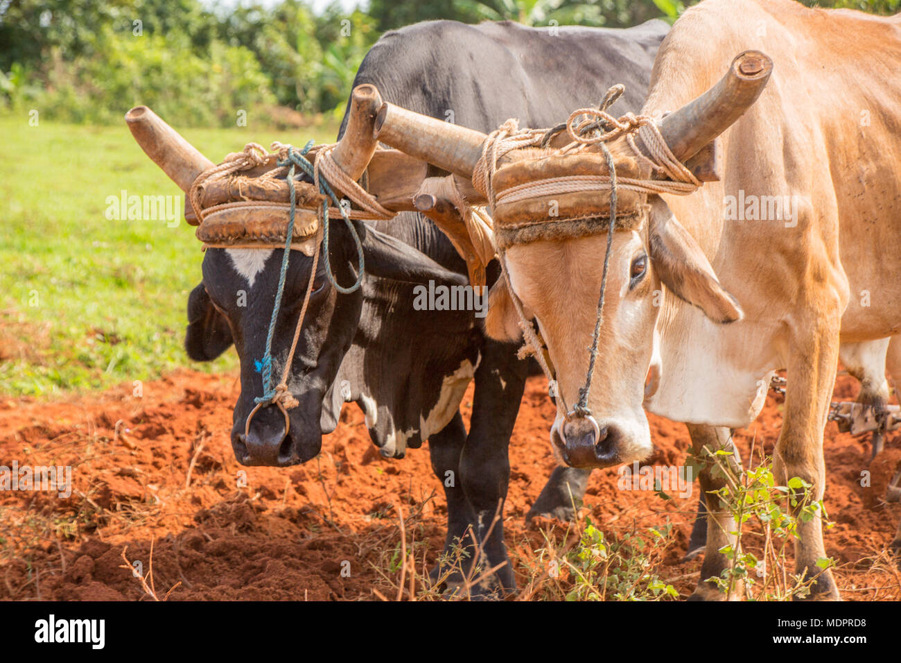White oxen with horns hi-res stock photography and images - Alamy