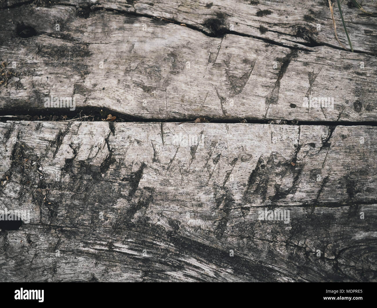natural wood background texture grey, dark , natural tree, with green ...