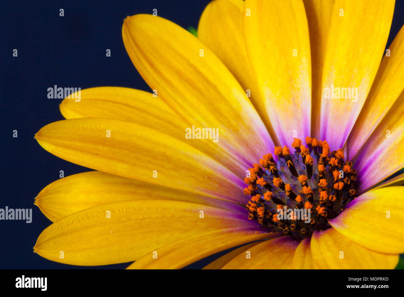 Detail of Yellow Cape Marigold (Dimorphotheca spp. ) flower. It is also ...