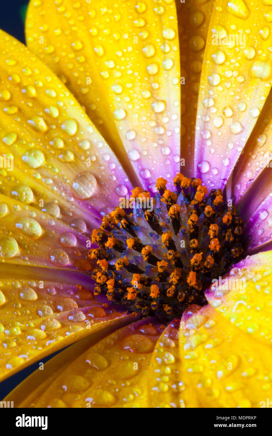 Dimorphotheca flower hi-res stock photography and images - Alamy