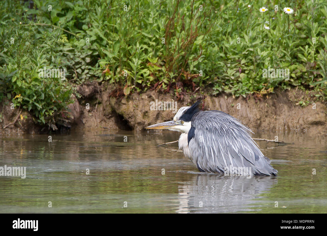 Creeping bird hi-res stock photography and images - Alamy