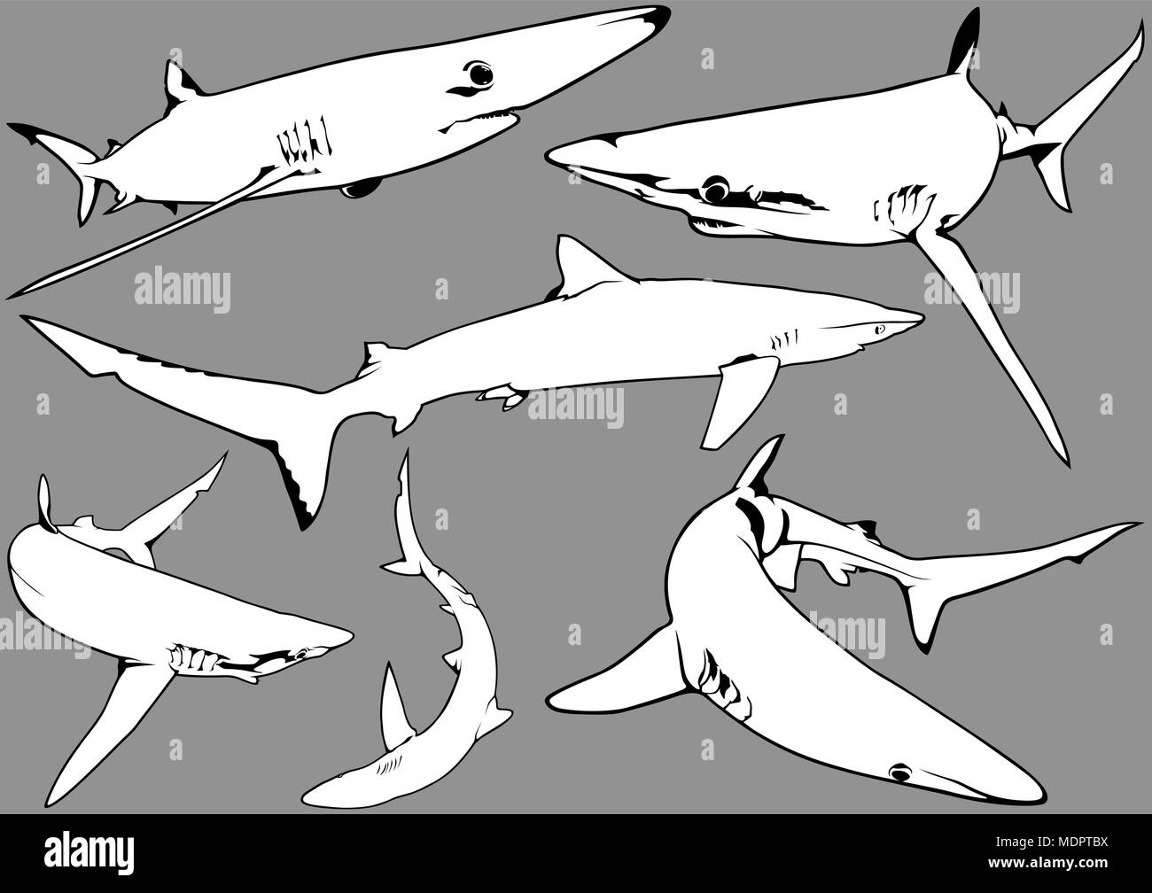 Blue Shark Set Stock Vector Image & Art - Alamy