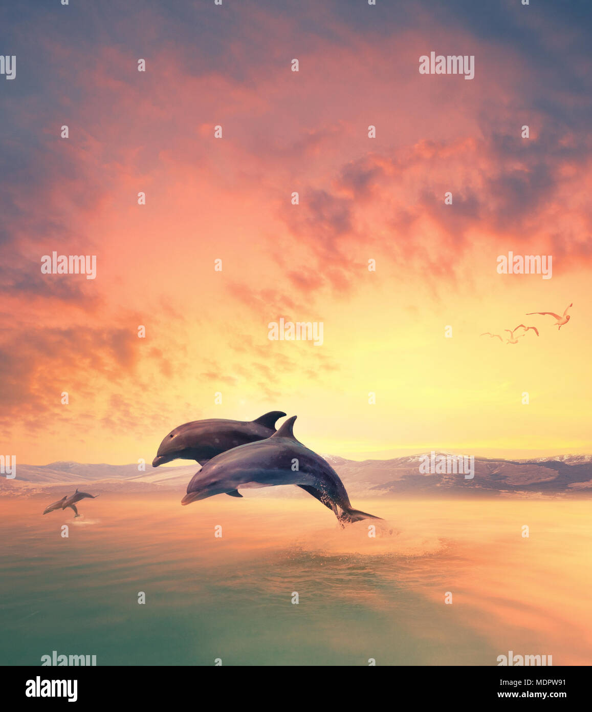 Dolphin mid jump hi-res stock photography and images - Alamy