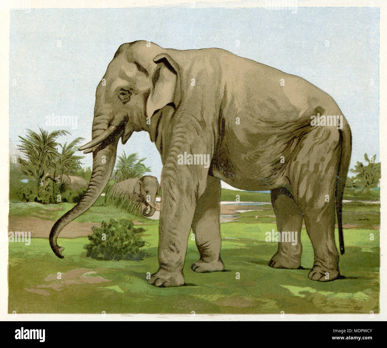 L maximus hi-res stock photography and images - Alamy