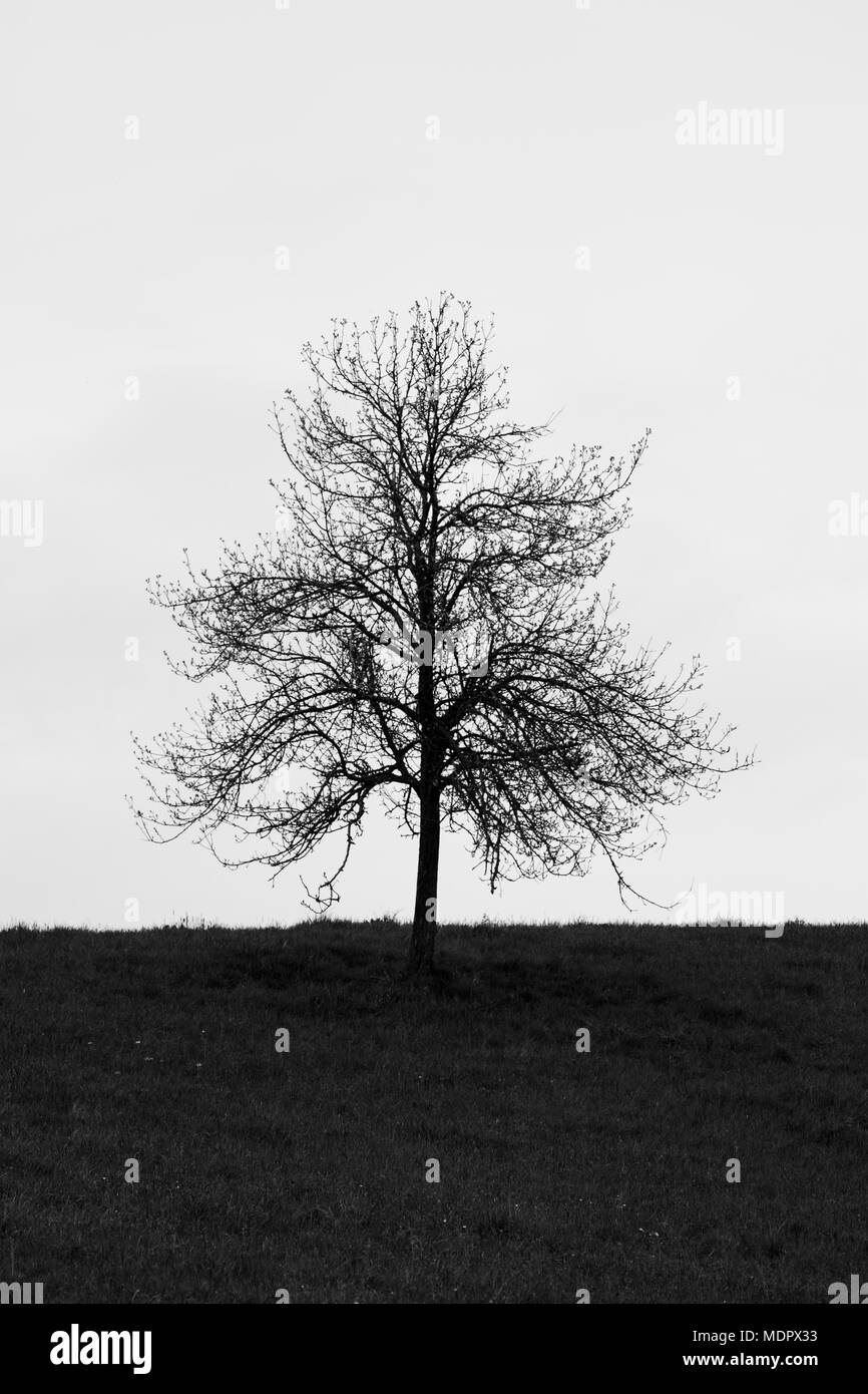 Tree silhouette on a sky background Black and White Stock Photos ...