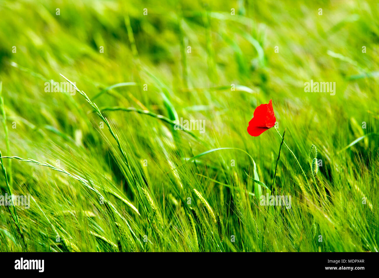 Wwi poppy field hi-res stock photography and images - Alamy