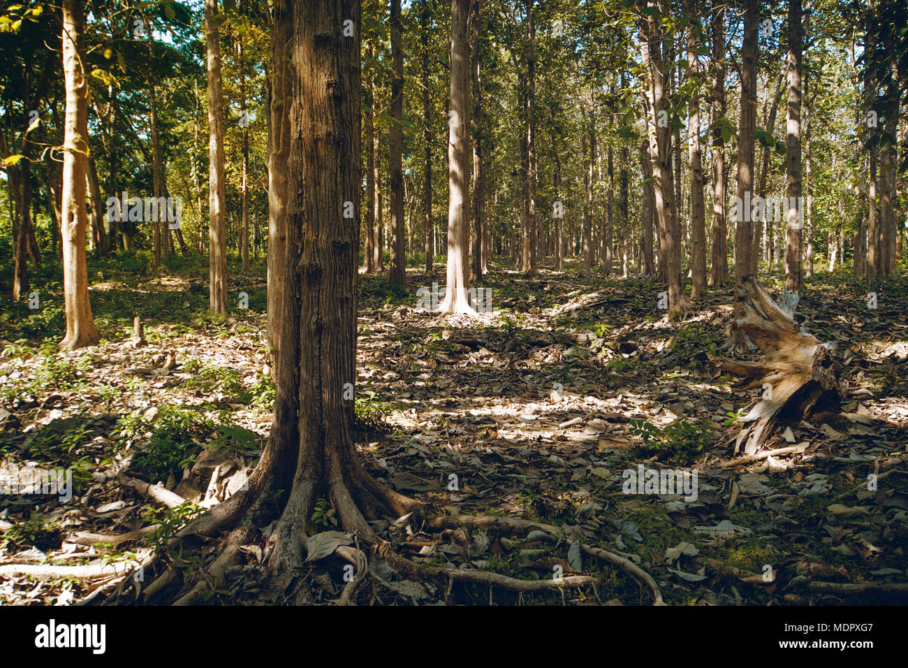 Evergreen tree with thick leaves hi-res stock photography and images ...
