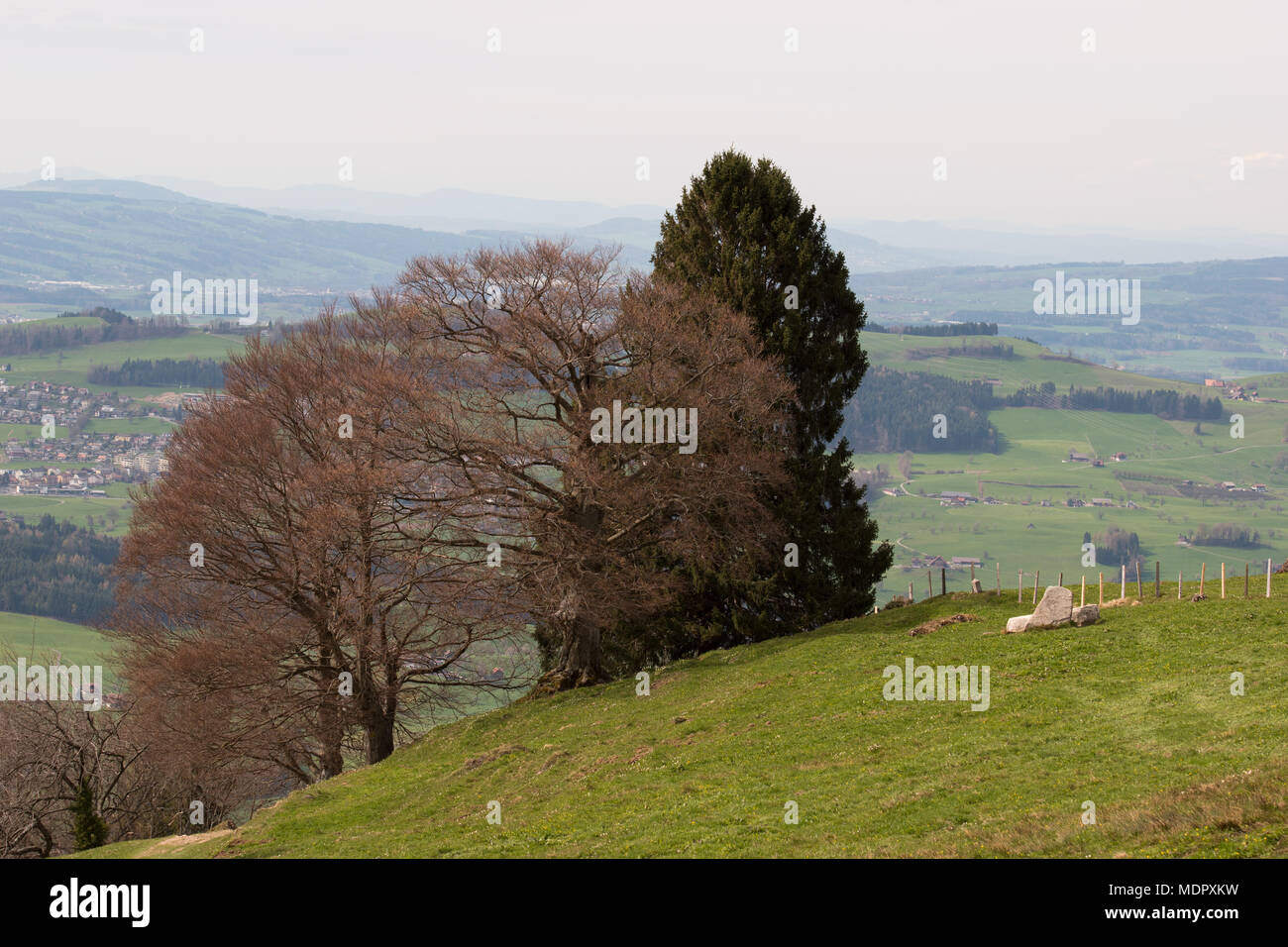 Tree on a hill Stock Photo - Alamy