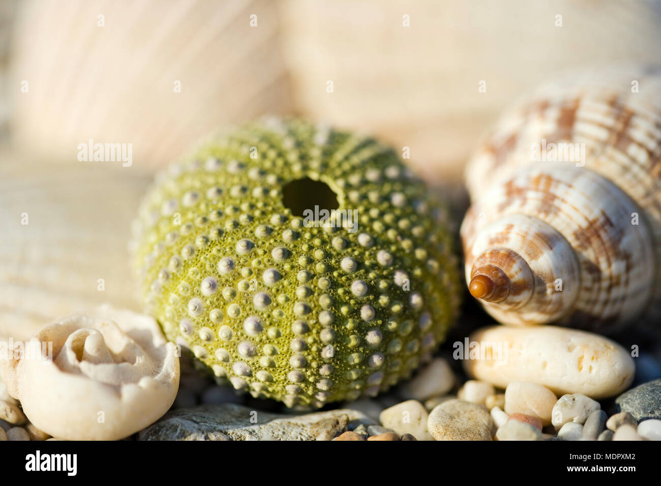Close up sea shells hi-res stock photography and images - Alamy
