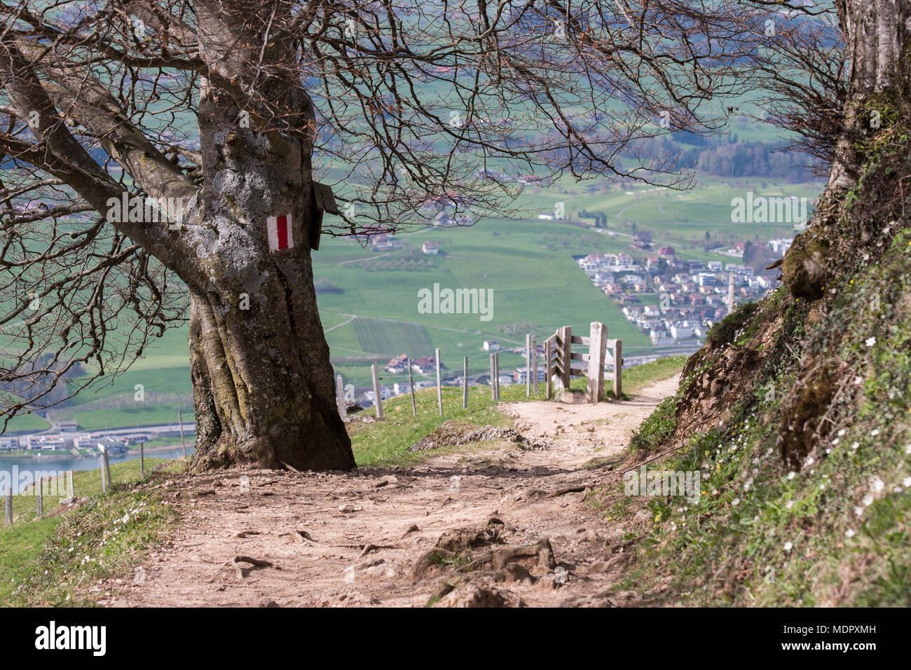 Hiking path, trail with trail mark on a tree on mountain Rigi in ...