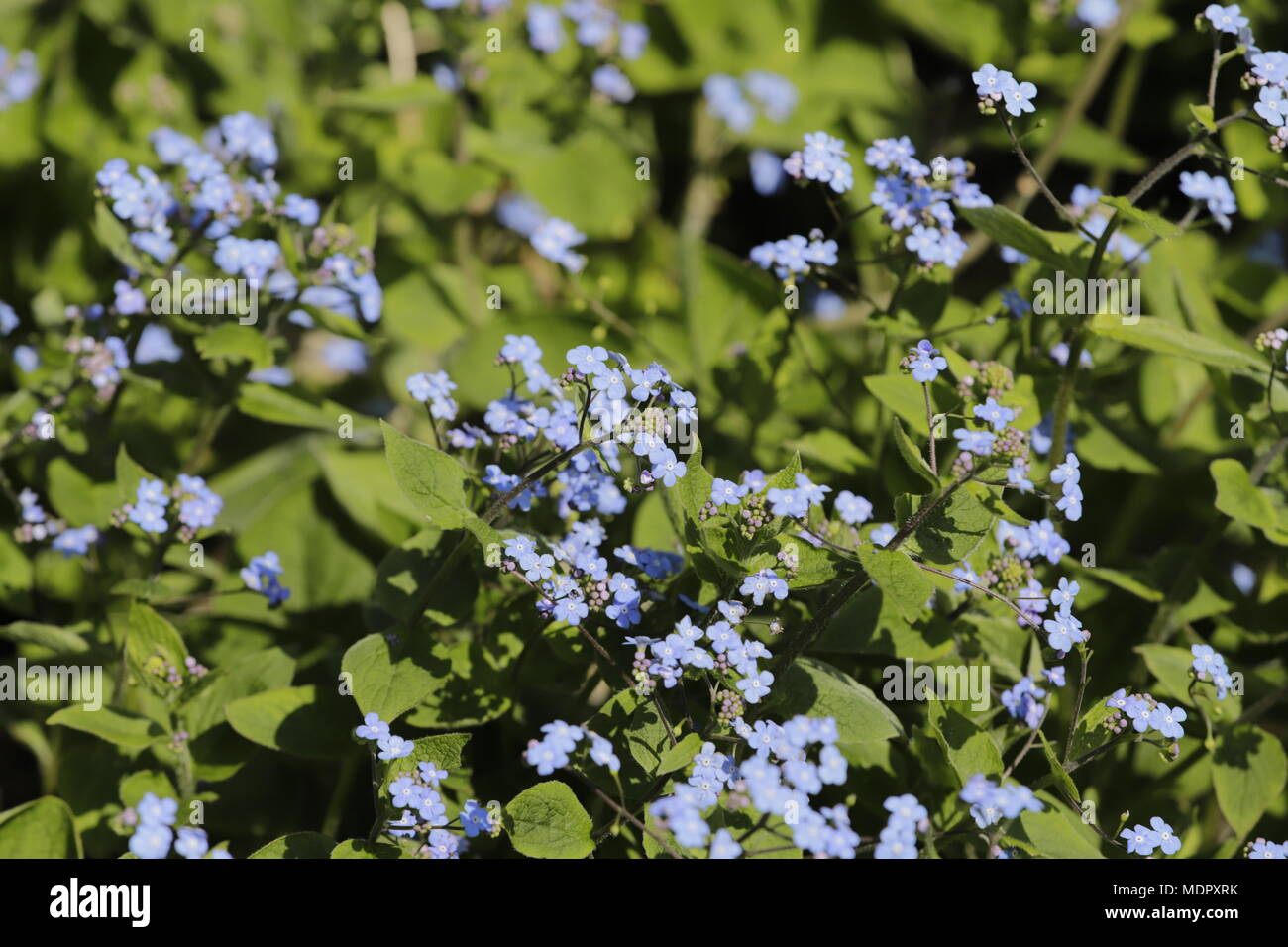 Fragile blue Great forget me not flowers Stock Photo - Alamy