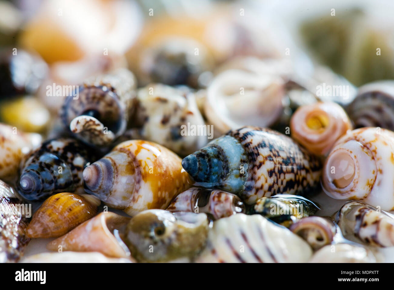 Still life close up of sea shells Stock Photo - Alamy