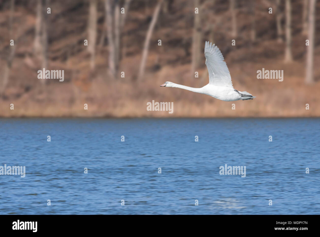 In the early morning a mute swan glides across a deep blue lake. Wings ...
