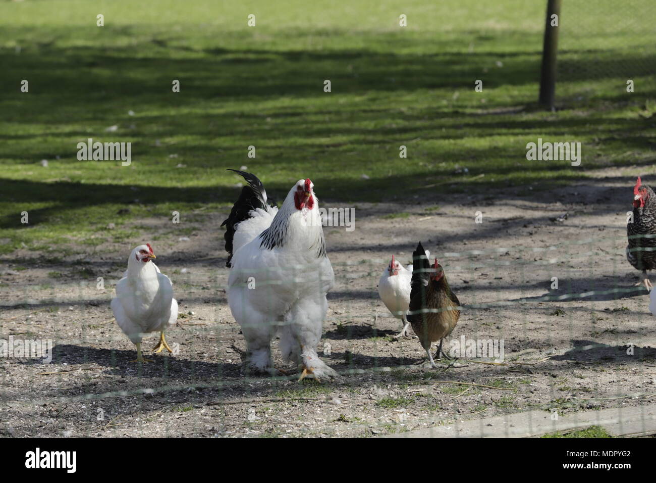 Chicken farm holland hi-res stock photography and images - Alamy