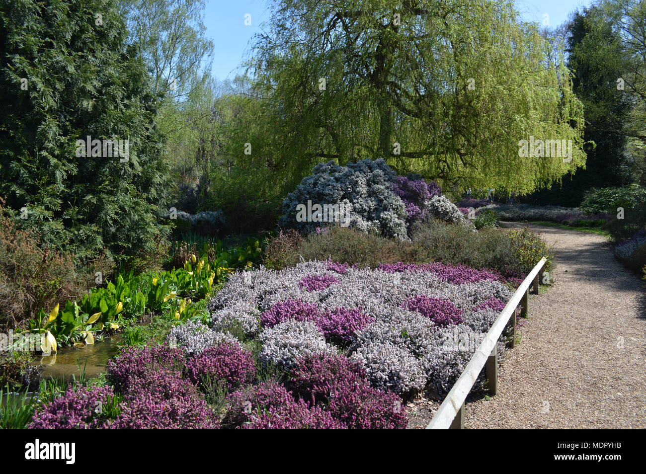Flowers blossoming in Spring in Isabella Plantation, Richmond Park ...