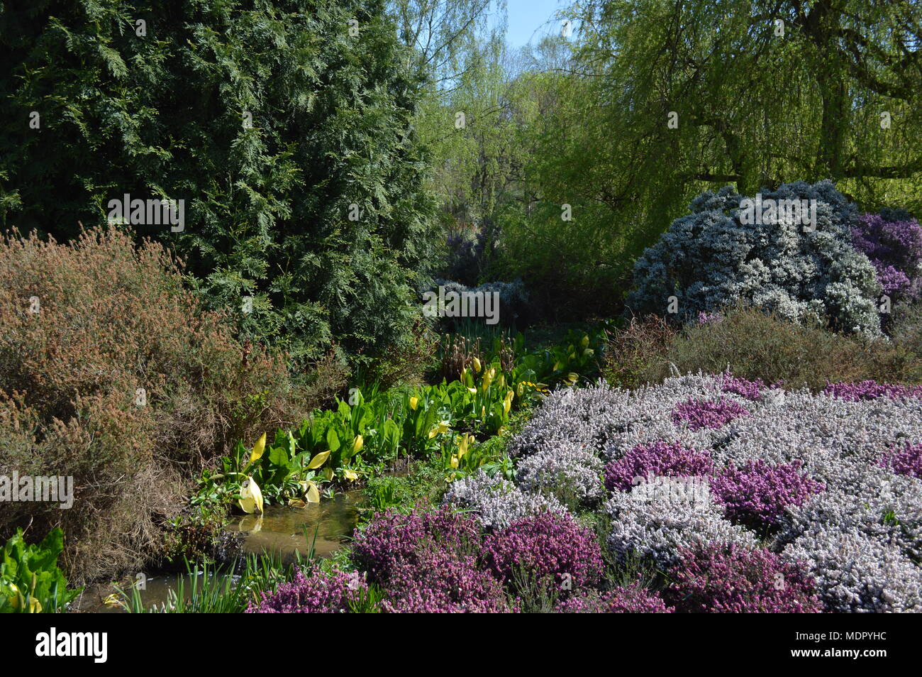 Flowers blossoming in Spring in Isabella Plantation, Richmond Park ...