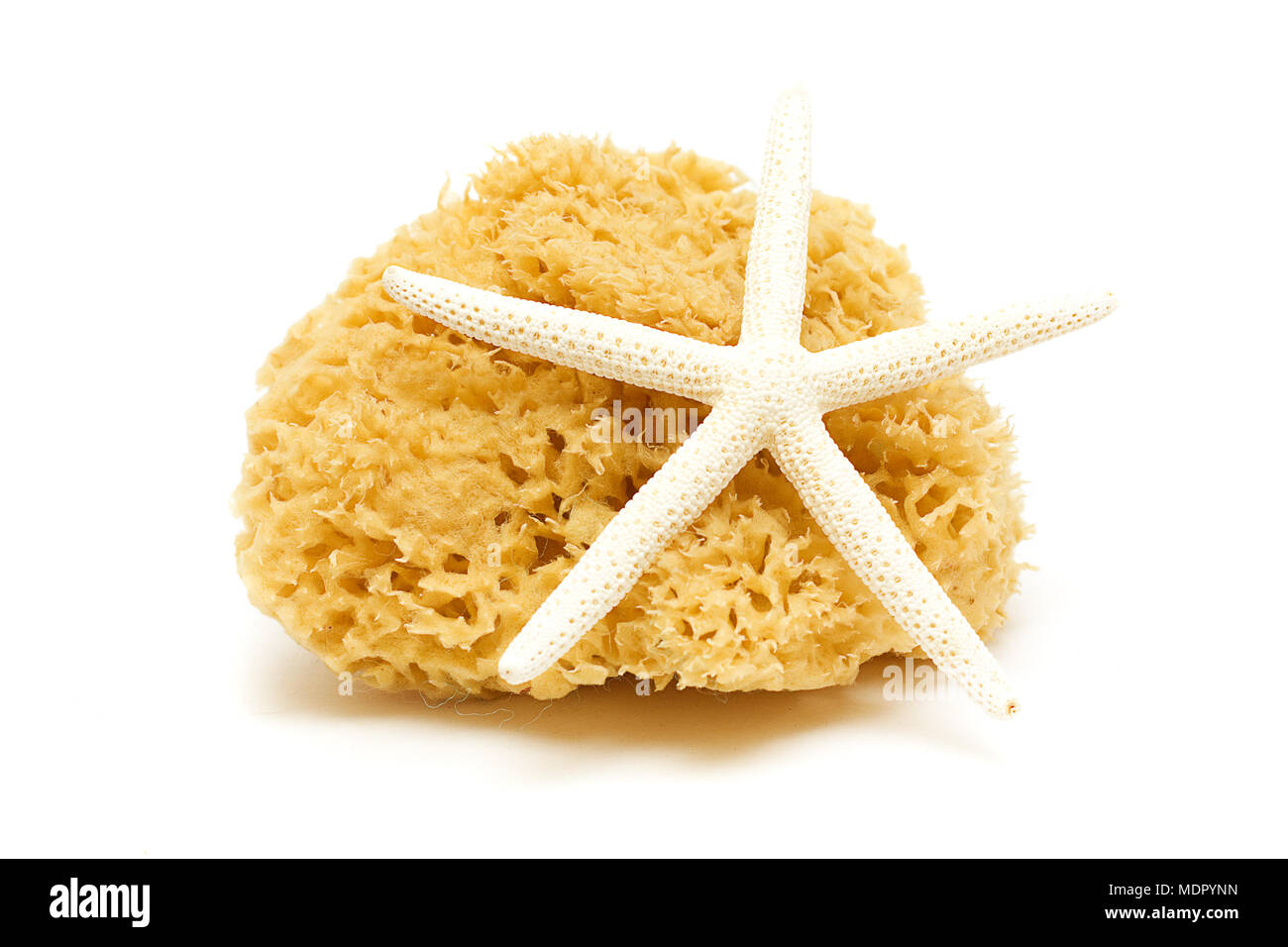 Natural Bath Sponge and Starfish Isolated Stock Photo - Alamy