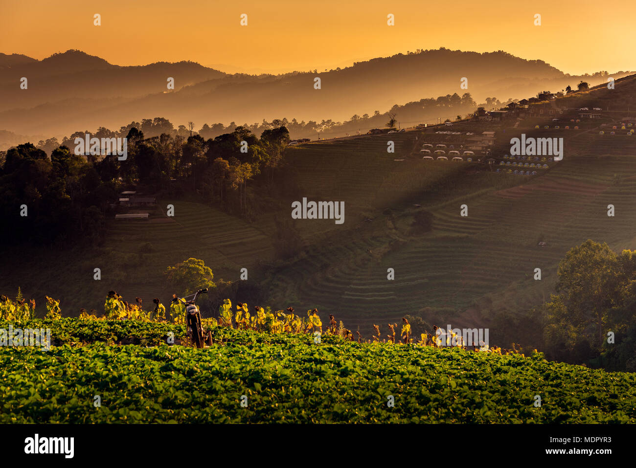 Royal project farm hi-res stock photography and images - Alamy