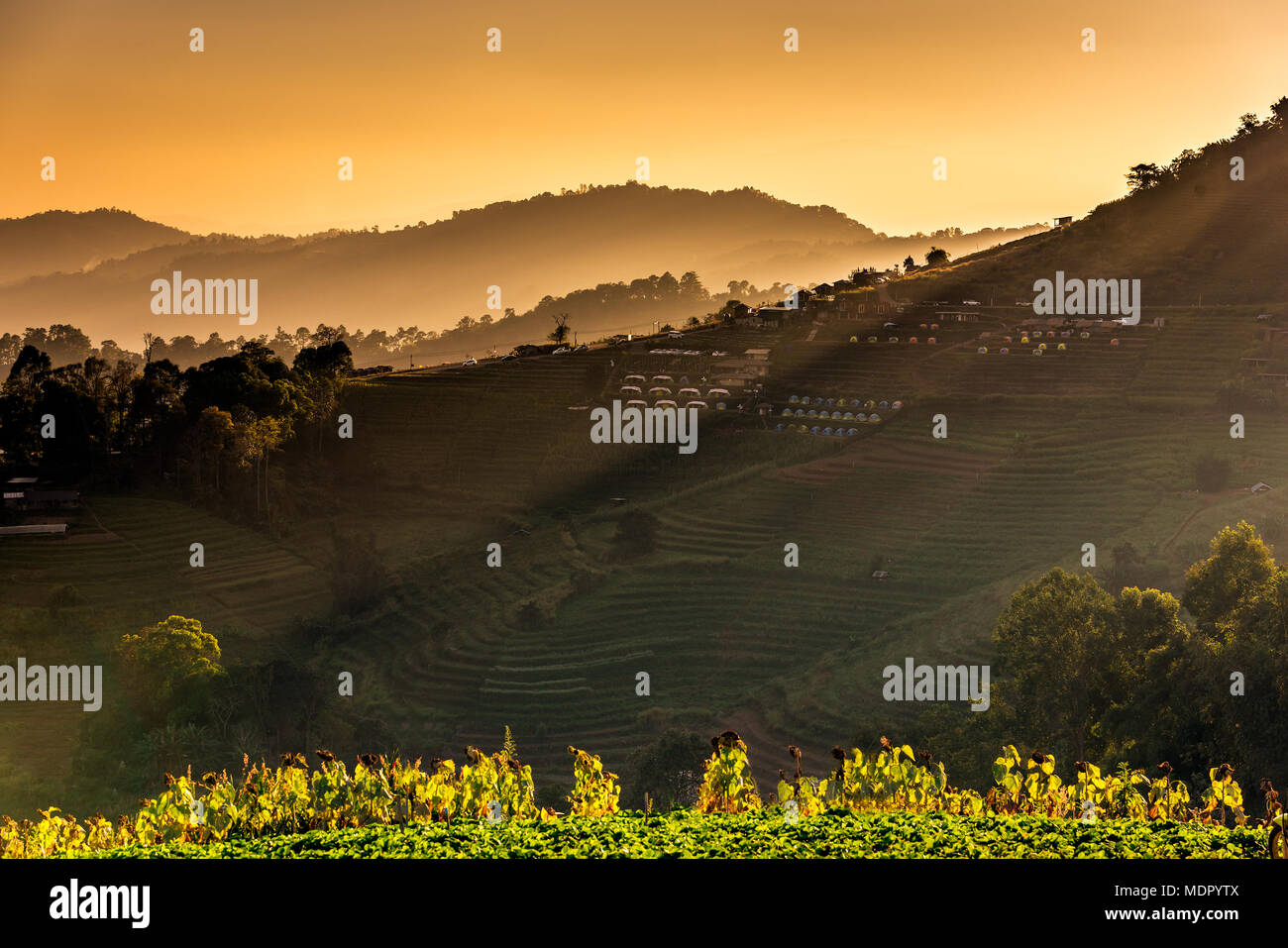 Royal project farm hi-res stock photography and images - Alamy