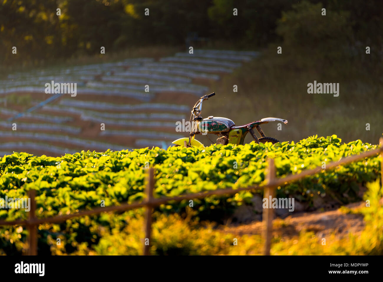 Royal project farm hi-res stock photography and images - Alamy