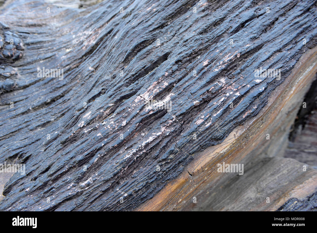 Concrete tree trunks looking very realistic in Beijing Botanic Garden ...