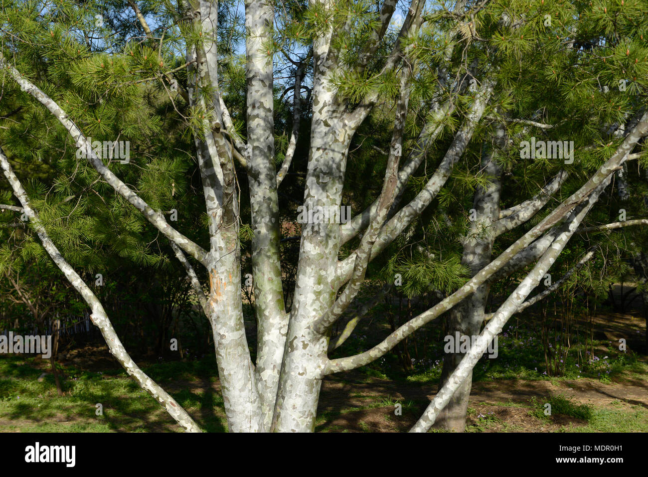 The lovely mottled bark of Pinus bungeana trees in Beijing Botanical ...