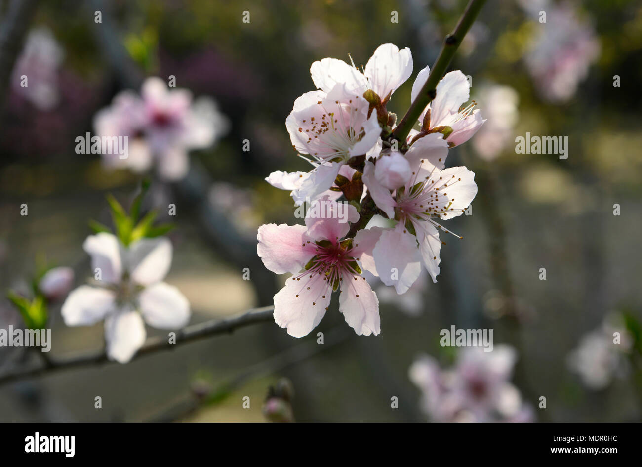 Flowering cherry tree in Beijing Botanical Garden, Beijing, China Stock ...