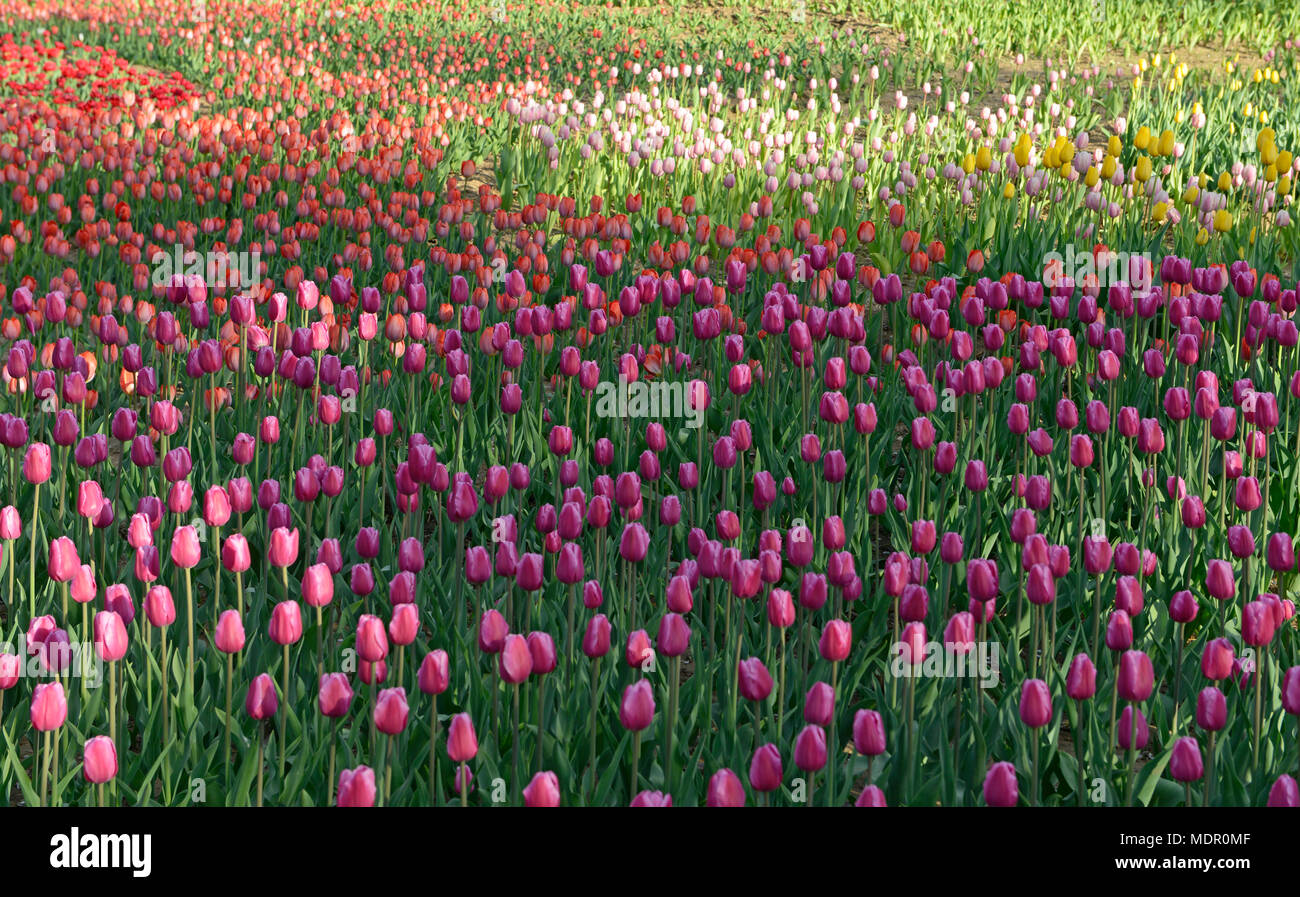 The annual spring display of tulips at the Beijing Botanical Garden in ...