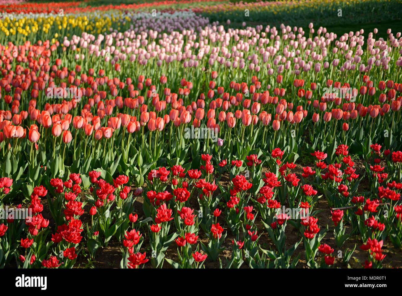 The annual spring display of tulips at the Beijing Botanical Garden in ...