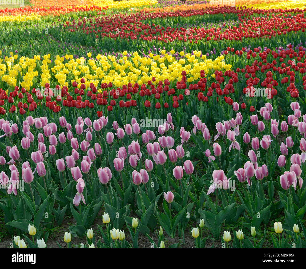 The annual spring display of tulips at the Beijing Botanical Garden in ...