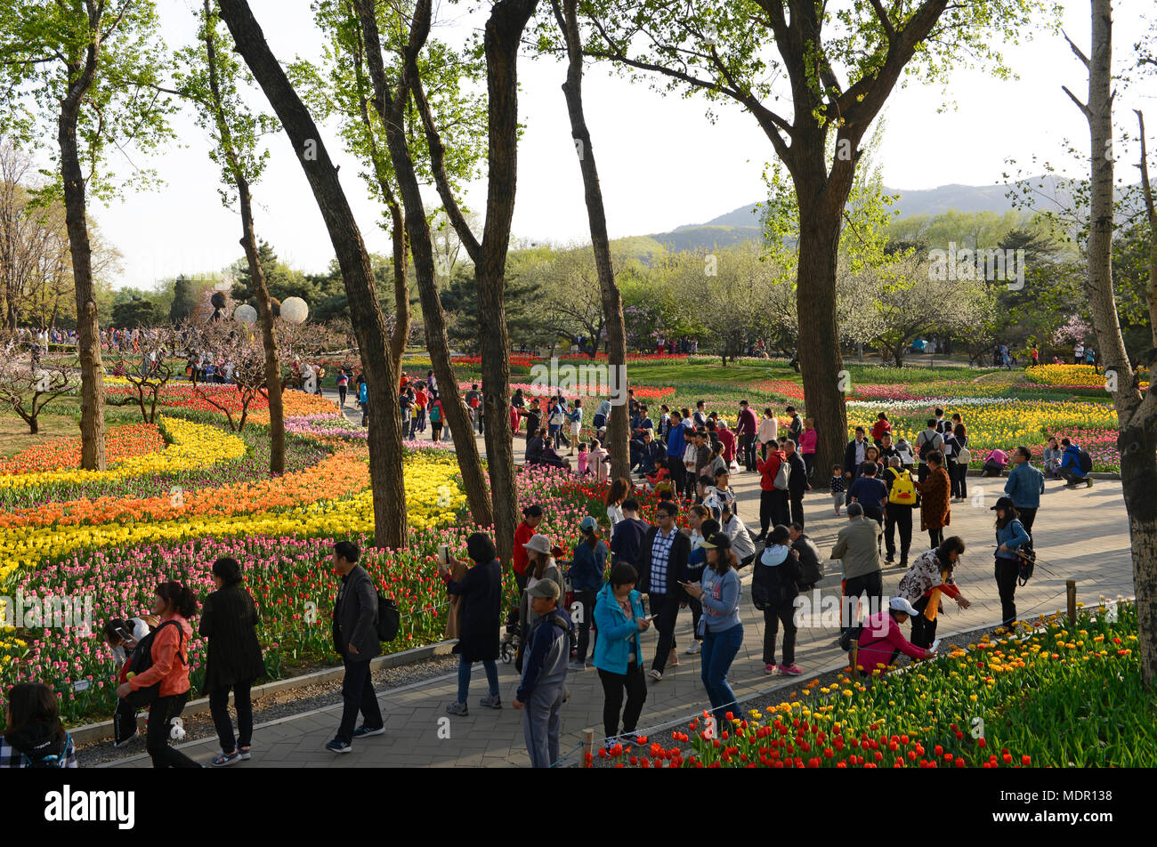 Visitors take photos and enjoy the annual spring display of tulips at ...