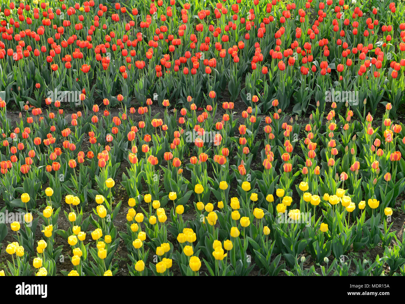 The annual spring display of tulips at the Beijing Botanical Garden in ...