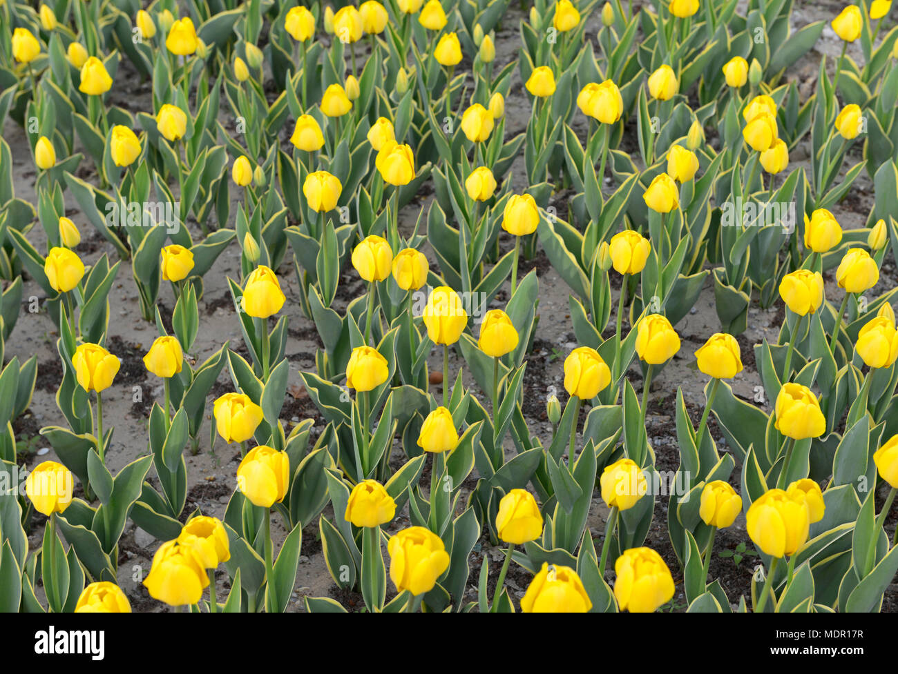 The annual spring display of tulips at the Beijing Botanical Garden in ...