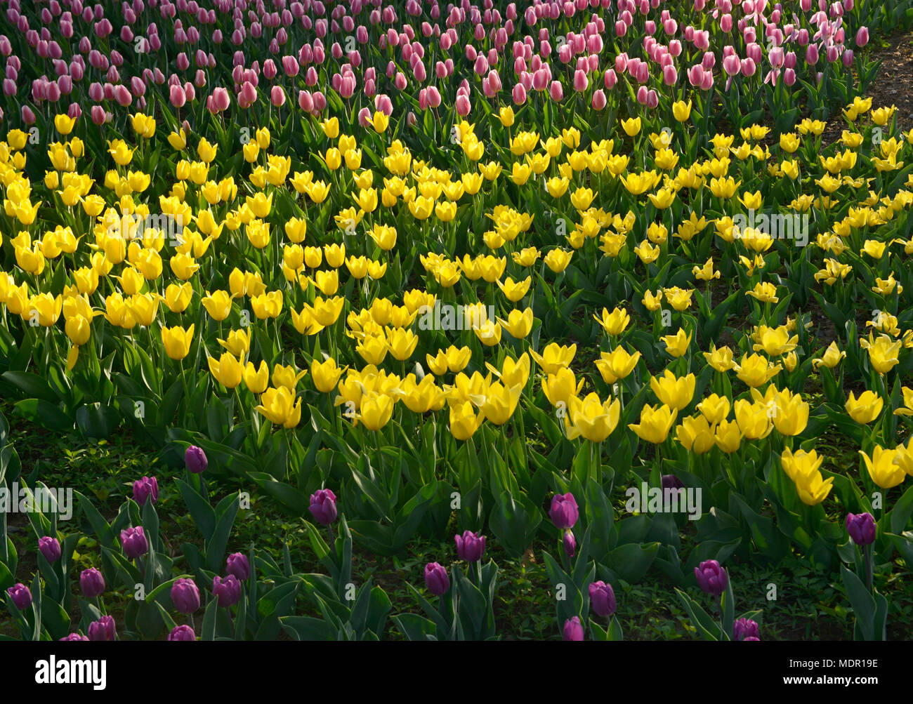 The annual spring display of tulips at the Beijing Botanical Garden in ...