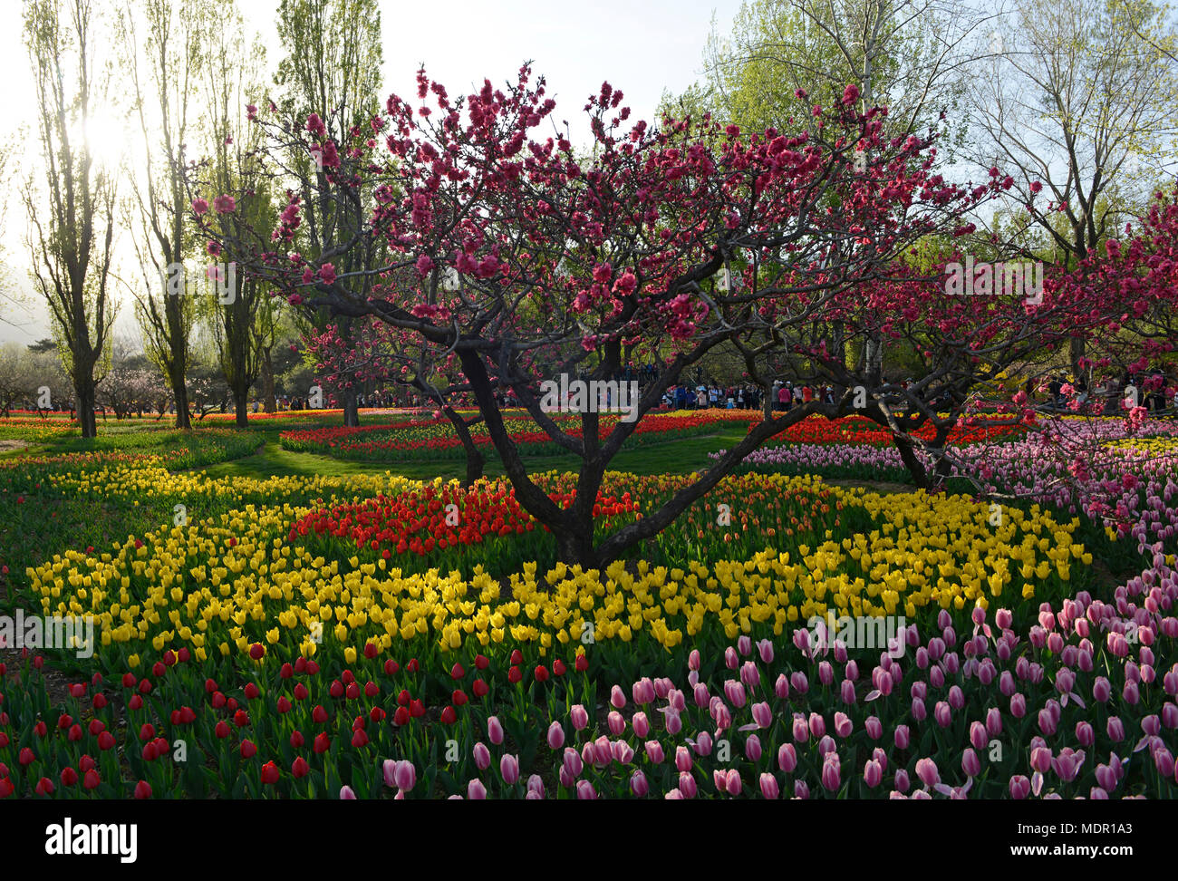 The annual spring display of tulips at the Beijing Botanical Garden in ...