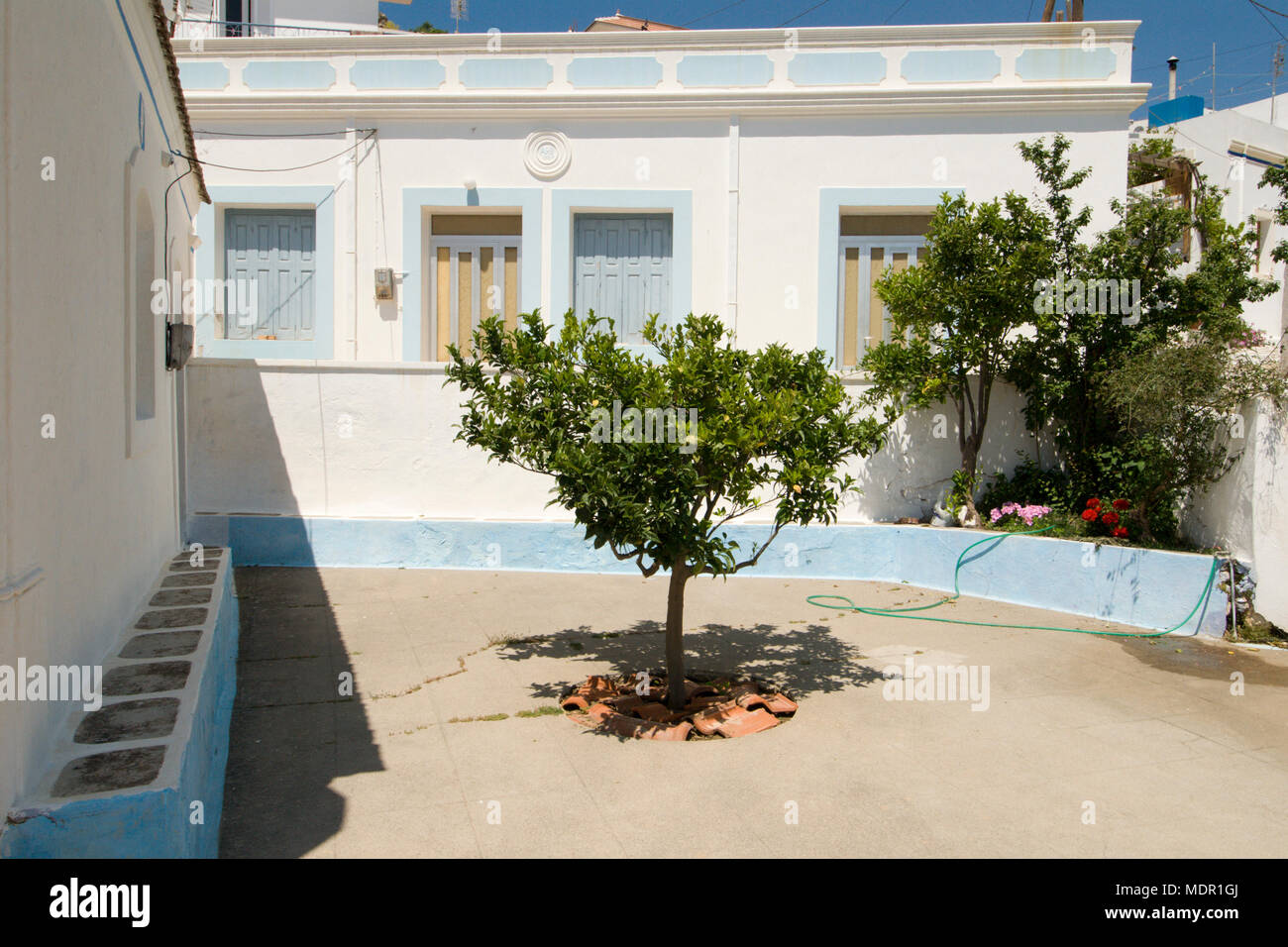 Olive tree in courtyard hi-res stock photography and images - Alamy