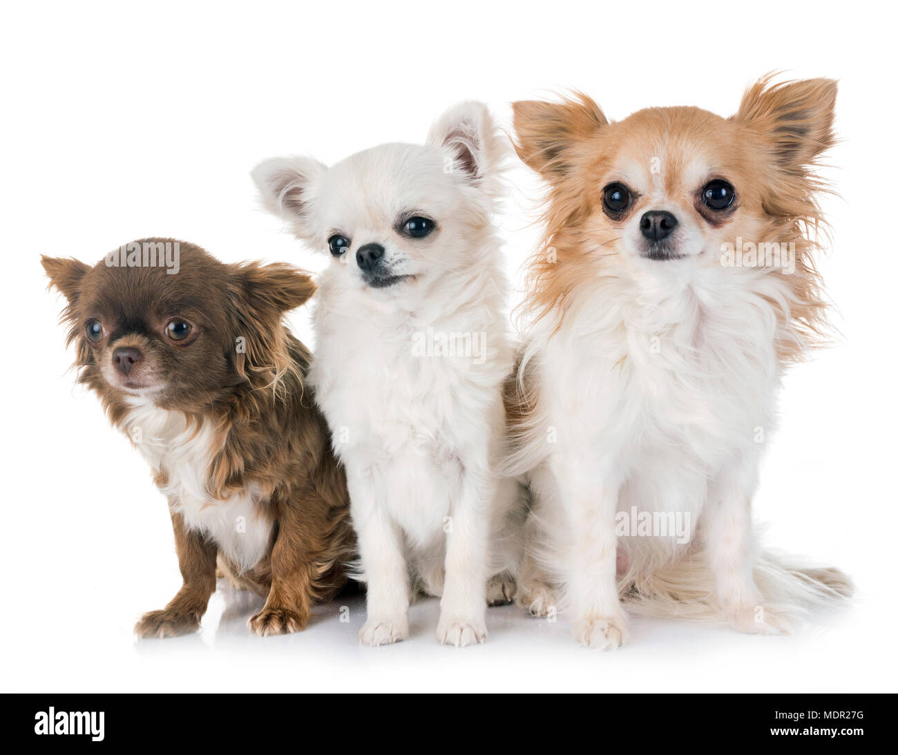 three chihuahuas in front of white background Stock Photo - Alamy