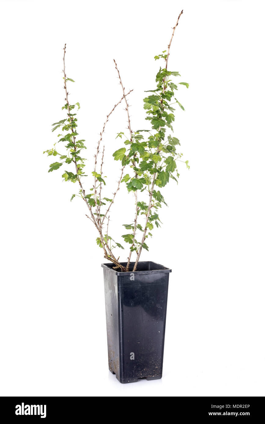 Ribes plant in front of white background Stock Photo - Alamy